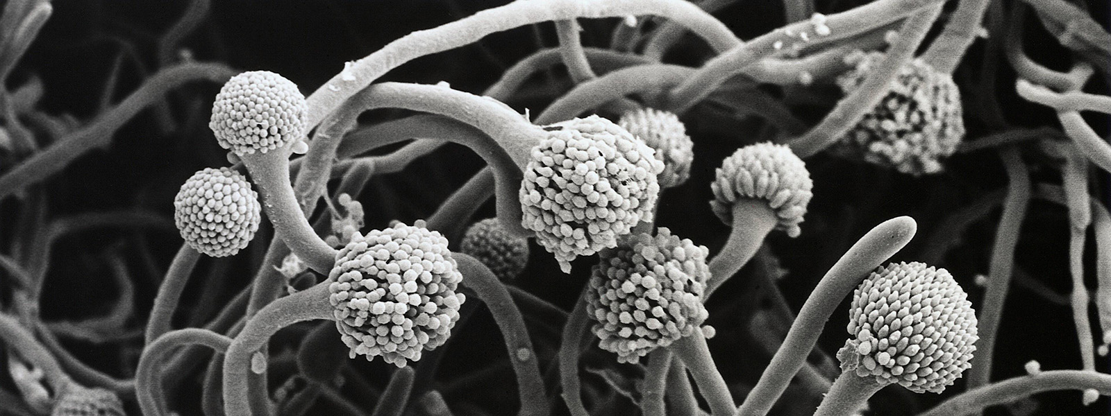 How to treat fungal infections | Knowable Magazine