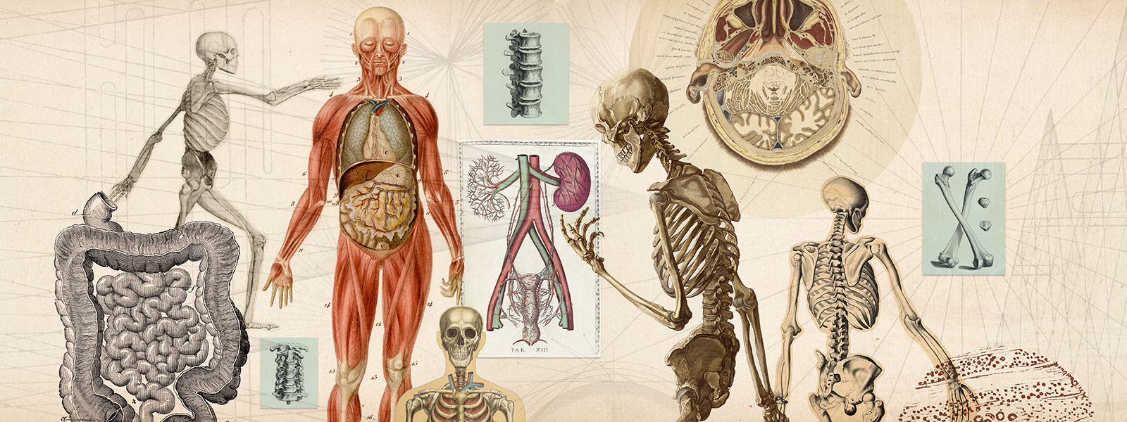 Fun facts about bones: More than just scaffolding | Knowable Magazine