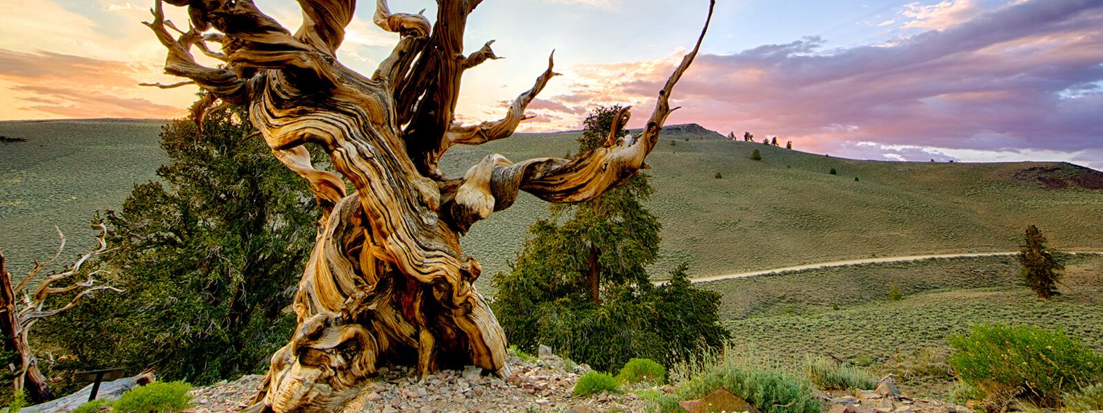 What makes a tree a tree? | Knowable Magazine