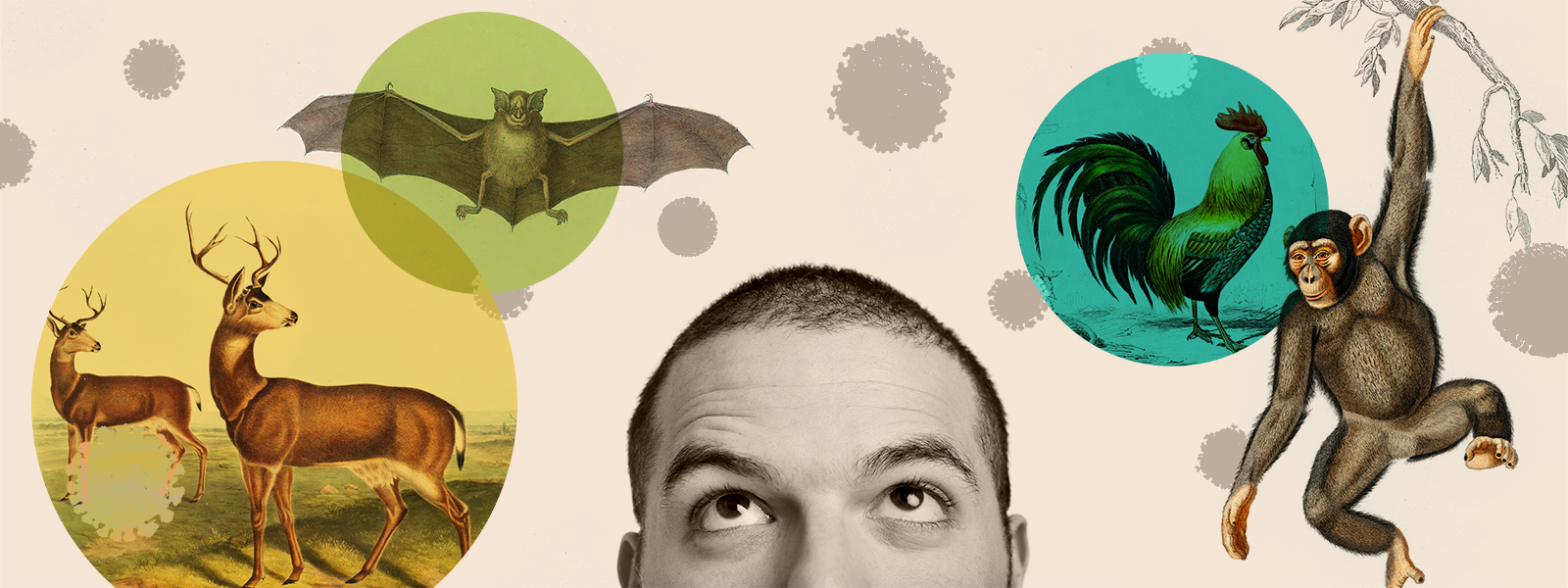 Covid-19: Origins of an outbreak | Knowable Magazine