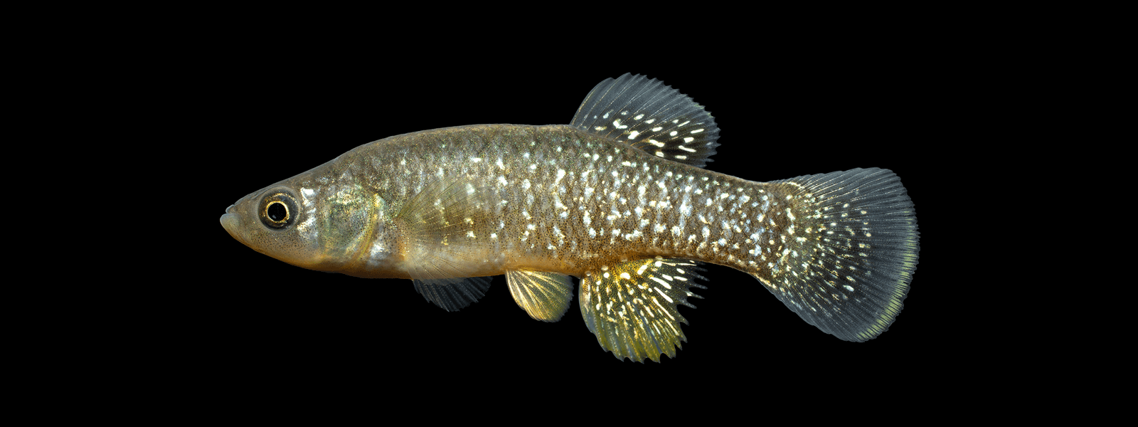 Pollution evolution: The little fish that could | Knowable Magazine