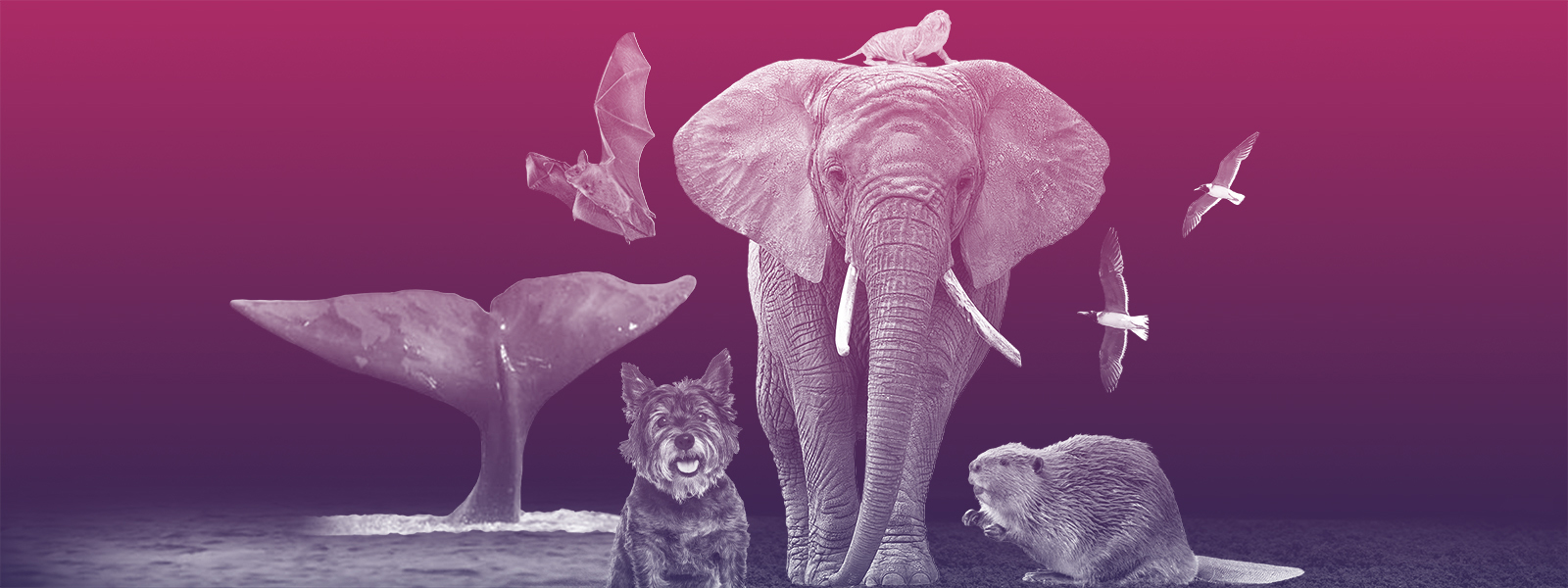 Genetic tricks of the longest-lived animals | Knowable Magazine
