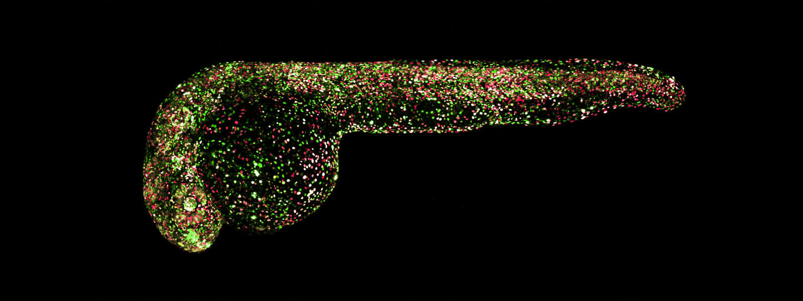 The single-cell life | Knowable Magazine