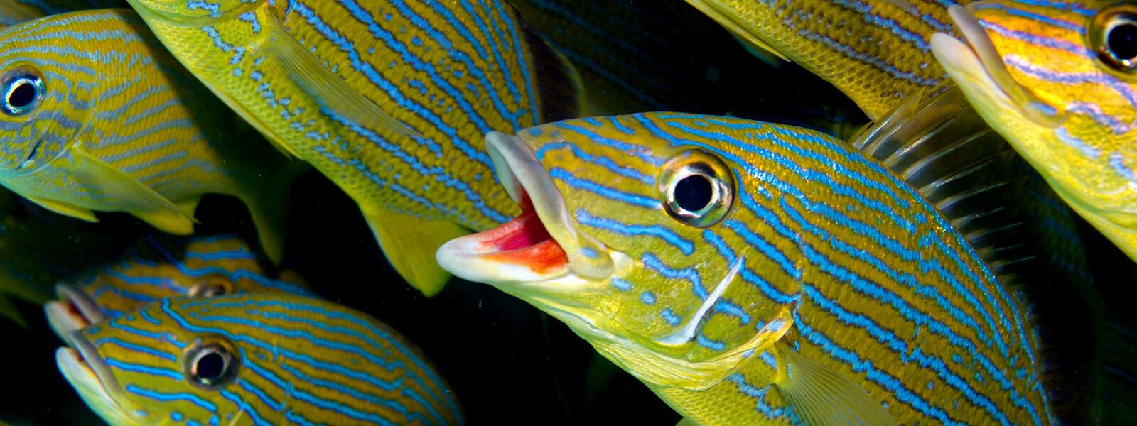 A master teller of fish stories | Knowable Magazine