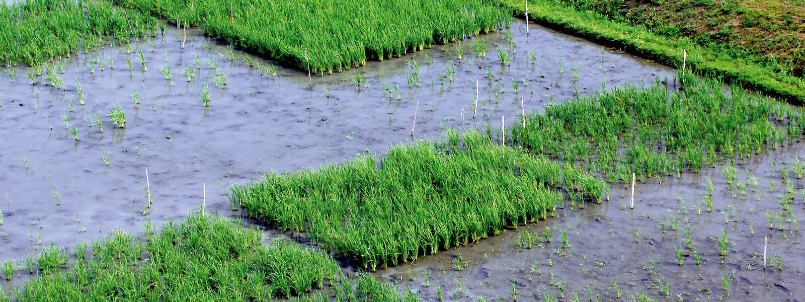 Will the food of the future be genetically engineered or organic? How ...