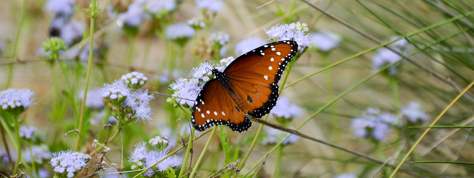 Get out in your yard and count bugs | Knowable Magazine