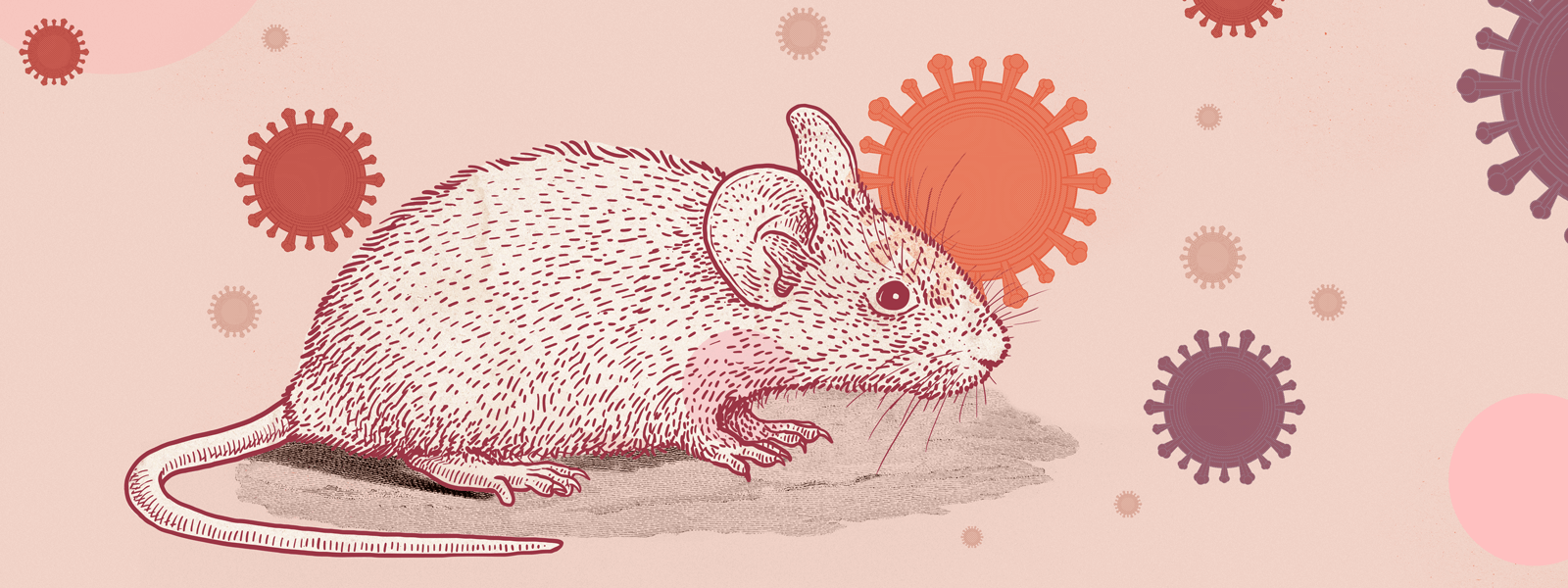 Building a mouse squad against Covid-19 | Knowable Magazine