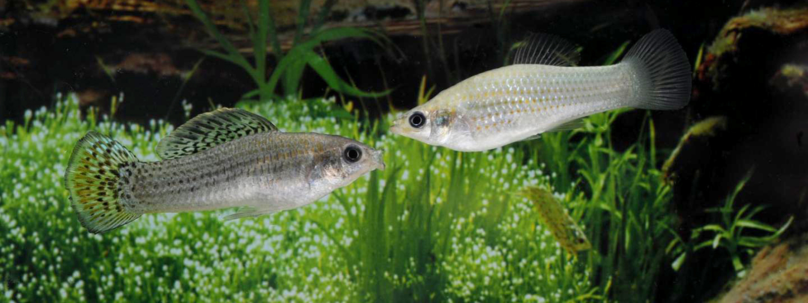 Nature, nurture and randomness shape personality | Knowable Magazine