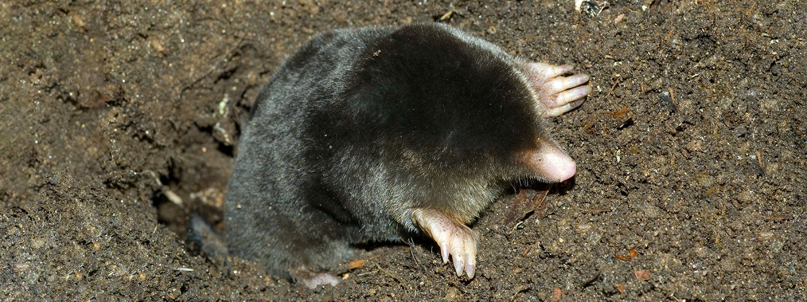Intersexuality and genetics of the Iberian mole | Knowable Magazine