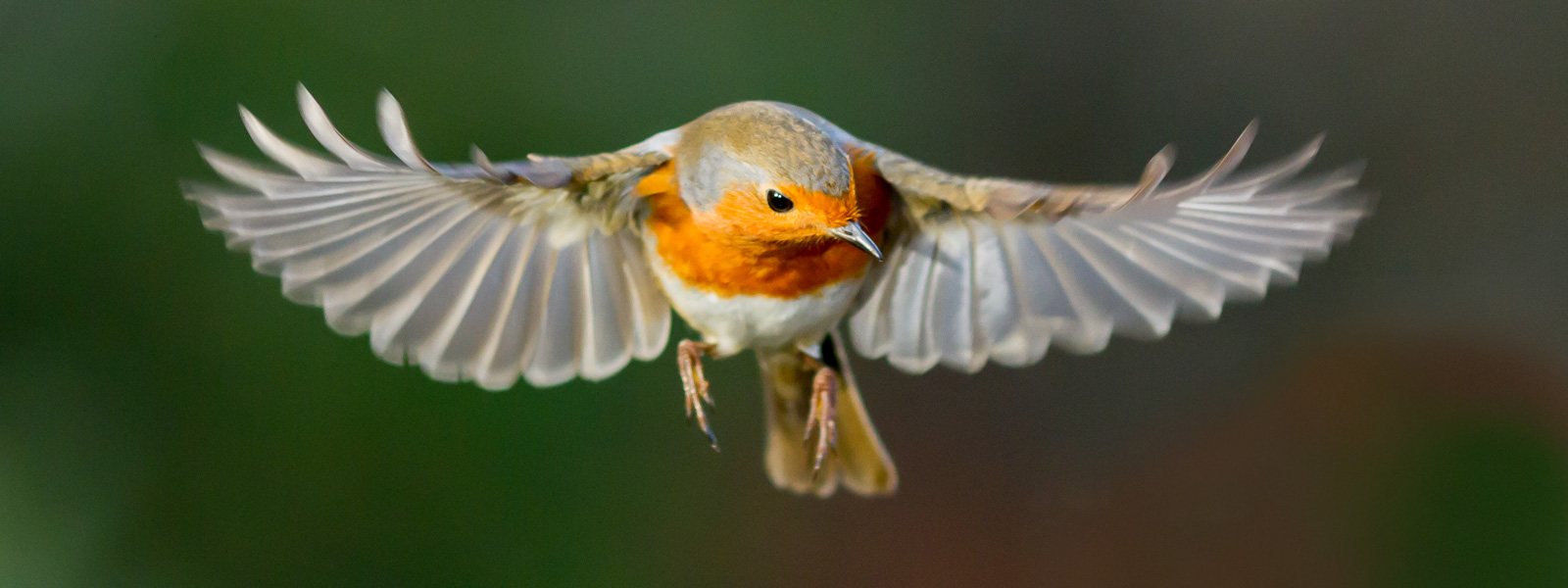 Earth to birds: Take the next left | Knowable Magazine