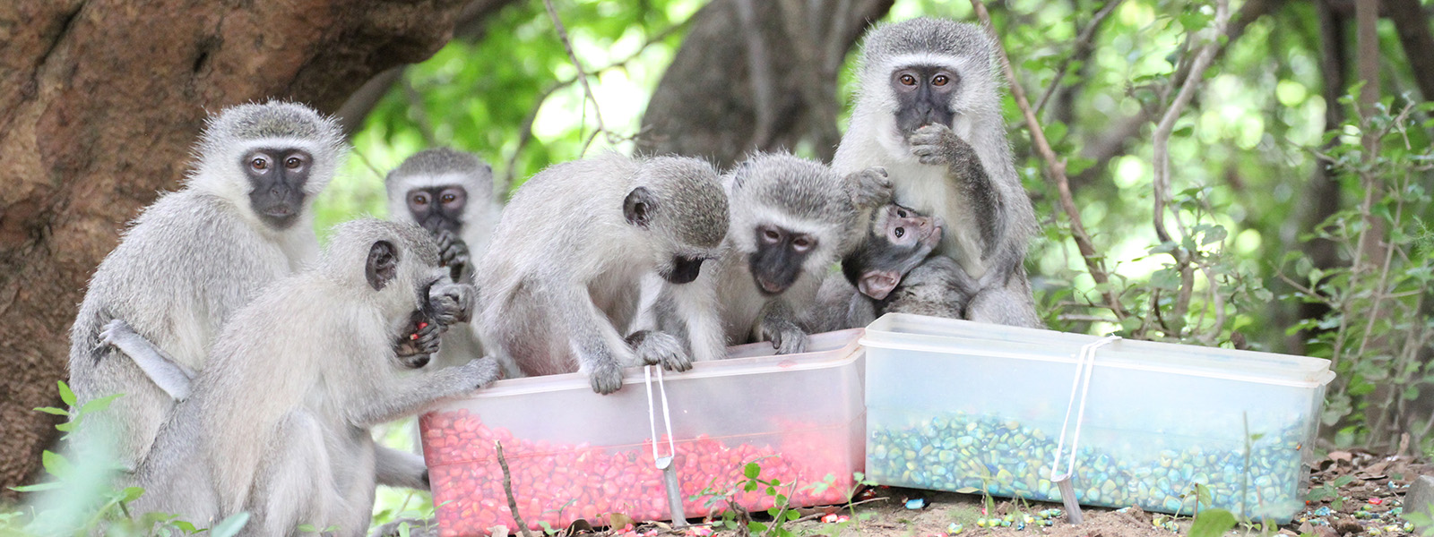 Cultural transmission makes animals flexible, but vulnerable | Knowable ...