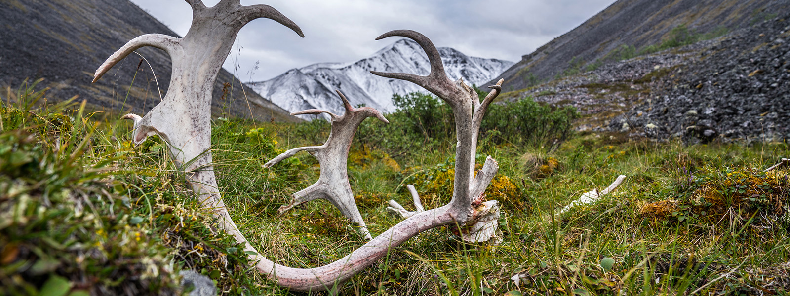 Conservation paleobiology turns to fossils of shells, teeth and pollen ...