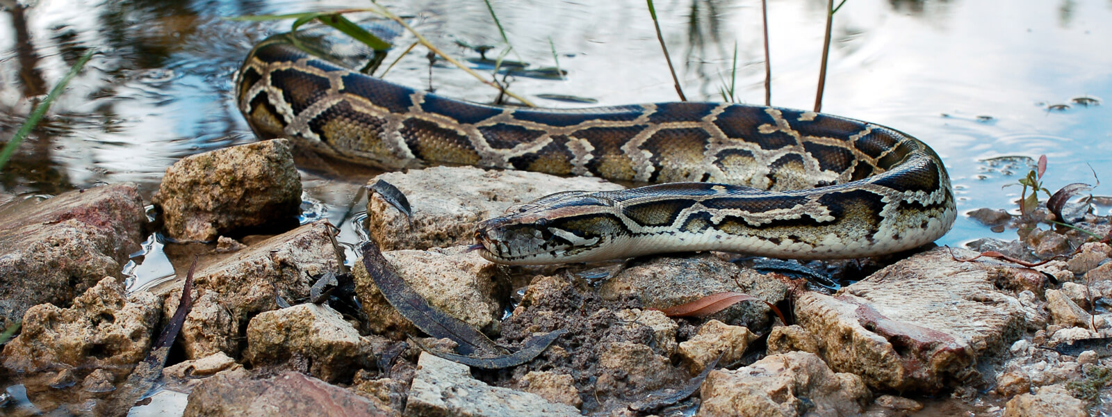 Predicting biological invaders | Knowable Magazine