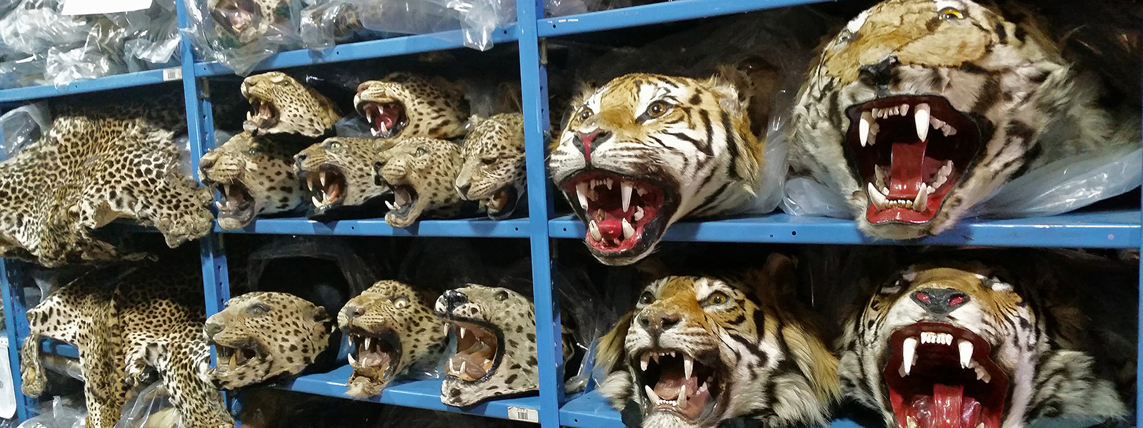 Animal CSI: Forensics comes for the wildlife trade | Knowable Magazine