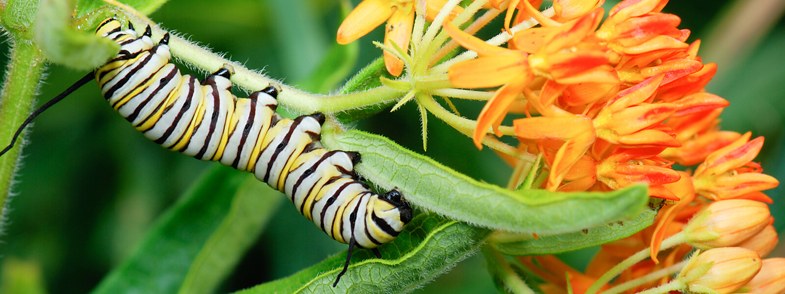 How a poisonous plant became breakfast, lunch and dinner for monarchs ...