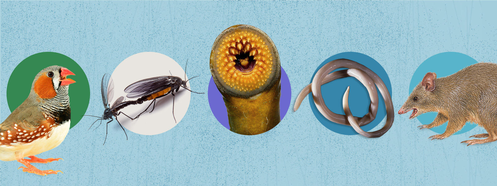 The curious case of the shrinking genome | Knowable Magazine