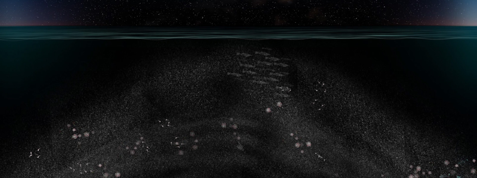 Diel vertical migration: When, how and why of this nocturnal journey ...