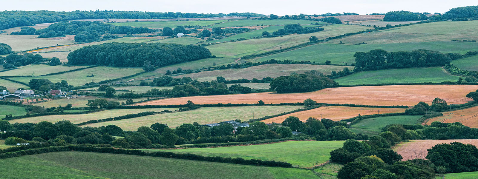 What to learn from hedgerows | Knowable Magazine