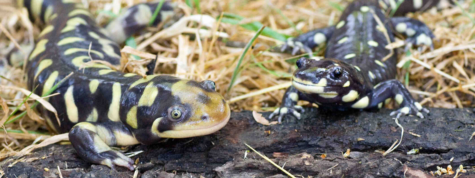 Tiger Salamander Larver The Reptiles And Amphibians Of Arizona