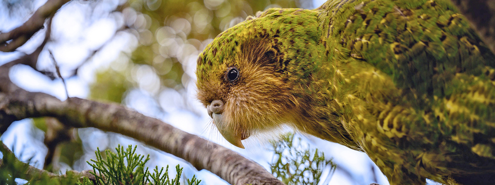 Saving the endangered flightless birds of New Zealand | Knowable Magazine