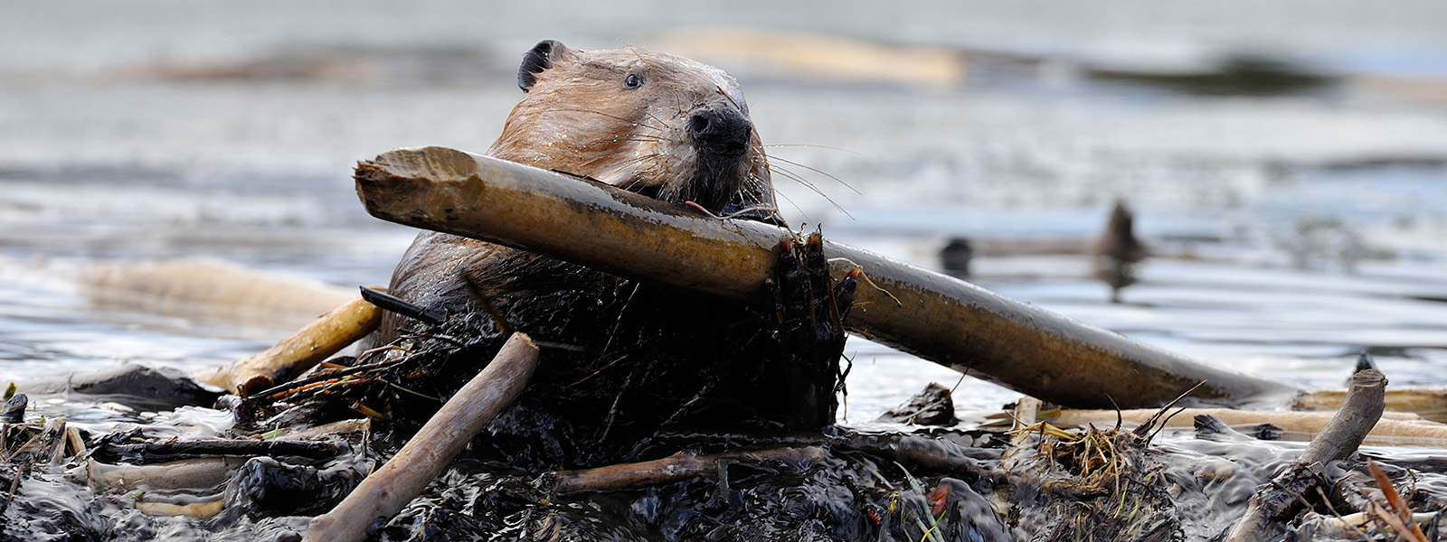 As the Arctic warms, beavers move in | Knowable Magazine