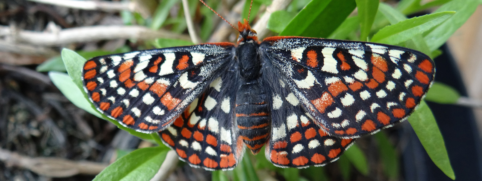 When butterfly habitats grow too warm, how will they adapt? The example ...