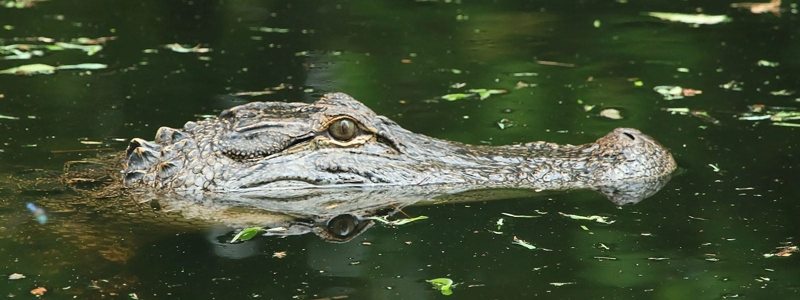 Tracking down the hidden pollutants that make wildlife sick | Knowable ...