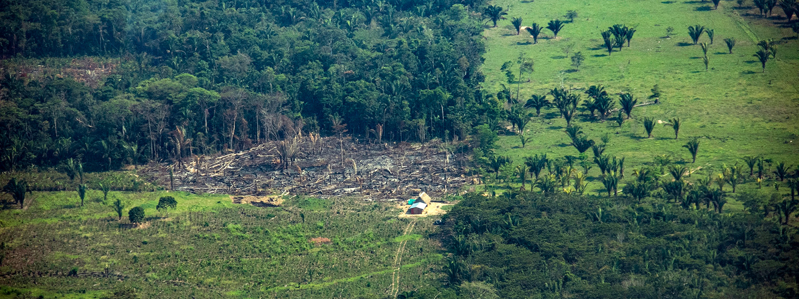 Increasing deforestation in Colombia threatens Andes-Amazon connection ...