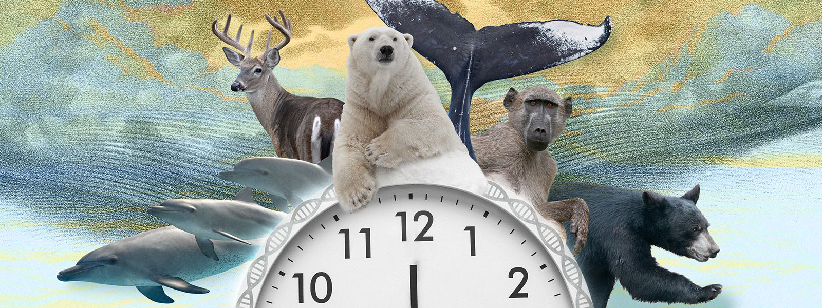 How epigenetics could help save wildlife by detecting accelerated aging ...