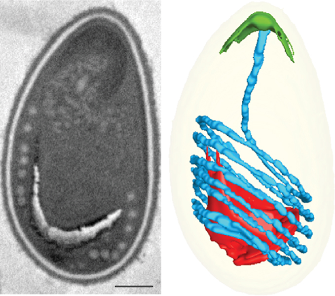 Microbial Olympics: Super-duper one-celled athletes | Knowable Magazine