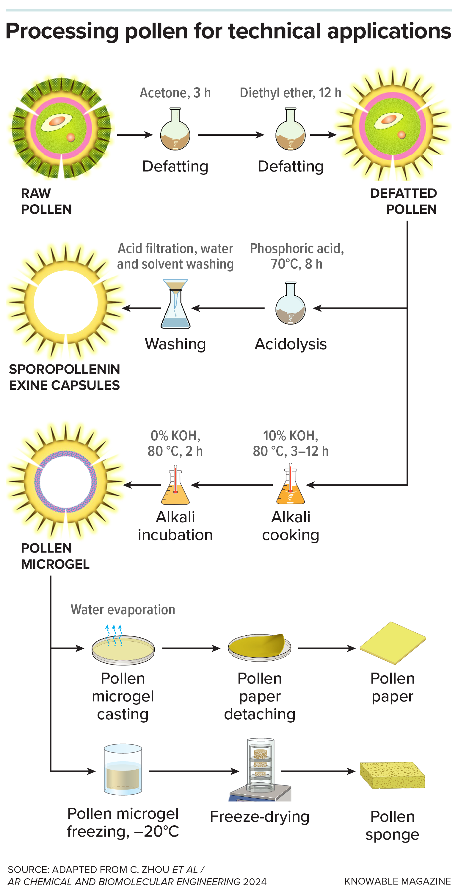 Using pollen to make paper, sponges and more | Knowable Magazine