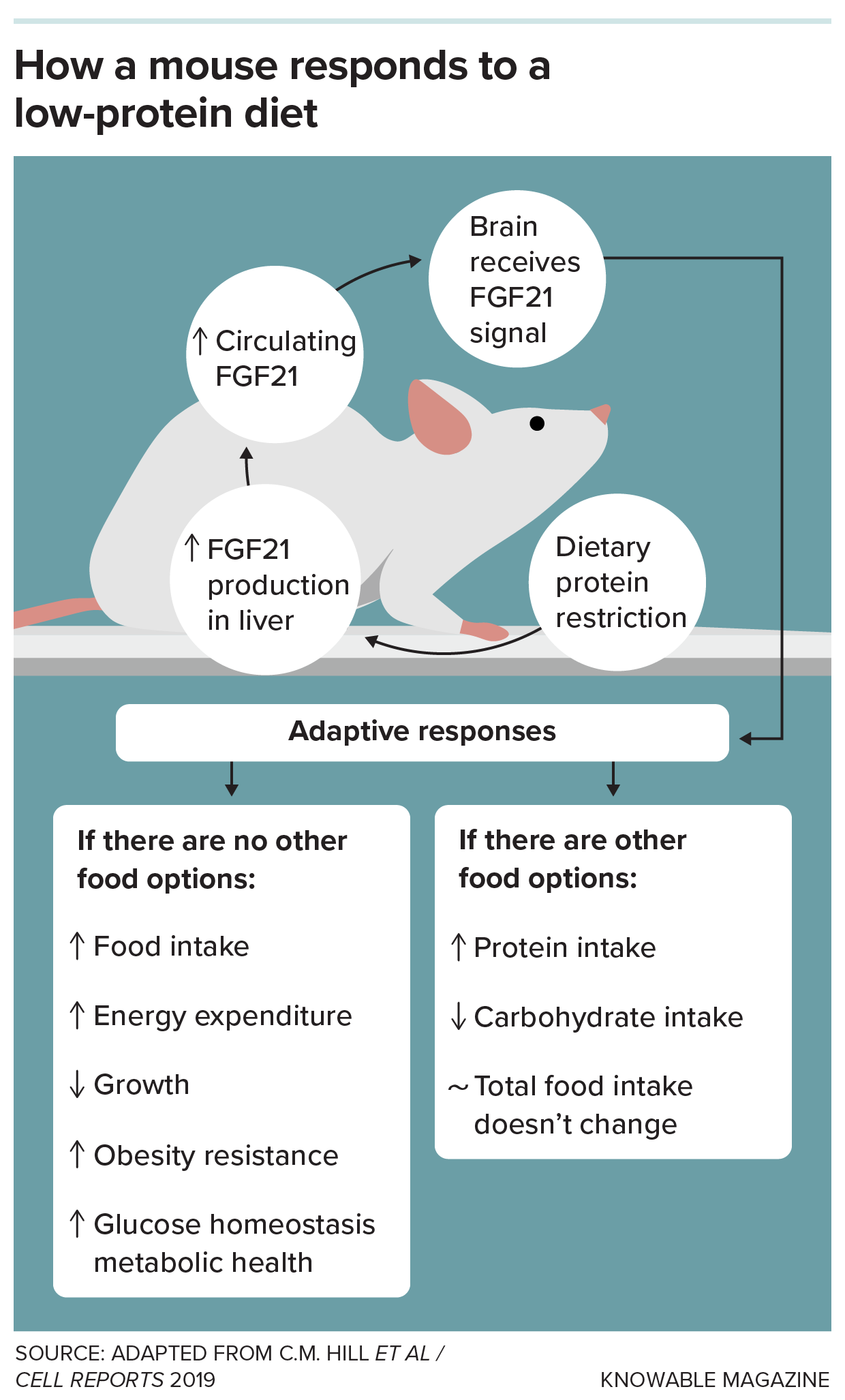 The curious case of low-protein diets | Knowable Magazine