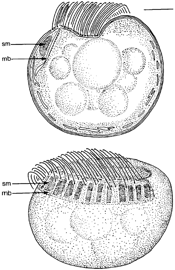 Microbial Olympics: Super-duper one-celled athletes | Knowable Magazine