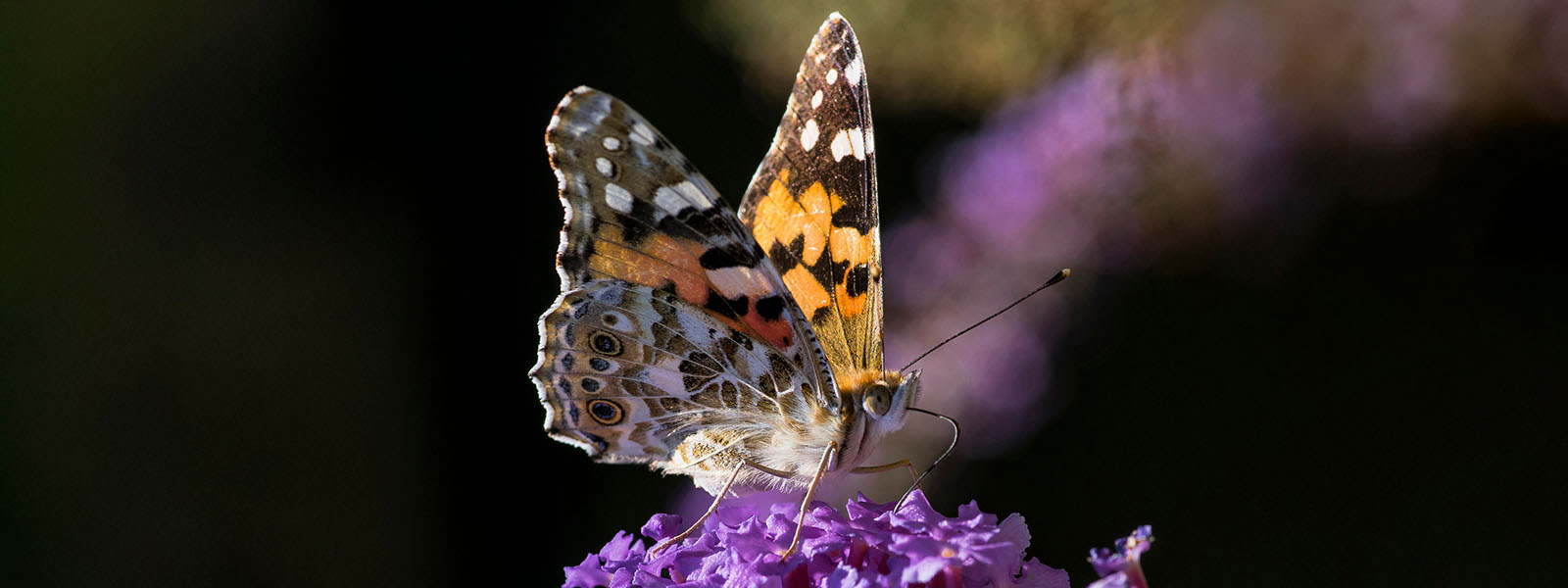 Tracking butterfly’s transcontinental migrations with pollen and ...