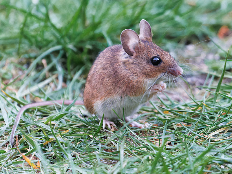How epigenetics could help save wildlife by detecting accelerated aging ...