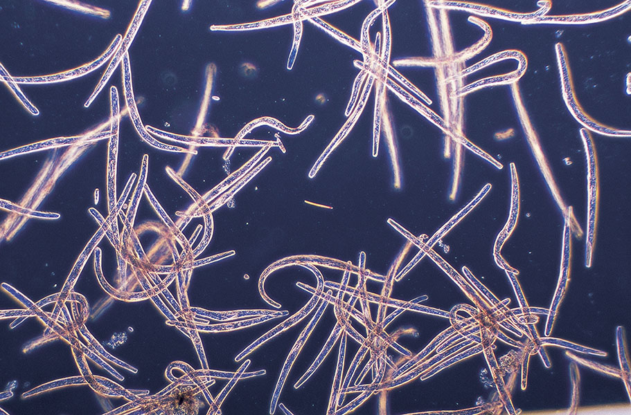 Microbial Olympics: Super-duper one-celled athletes | Knowable Magazine
