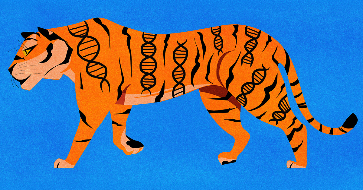 From tiger scat to DNA to — hopefully — survival | Knowable Magazine